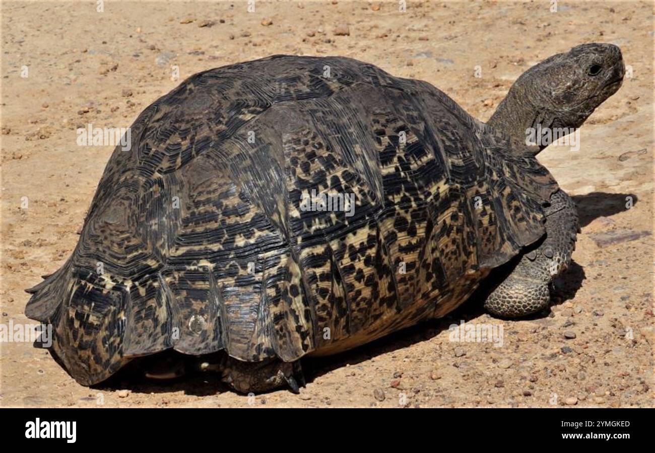 Leopard Tortoise (Stigmochelys pardalis Stock Photo - Alamy