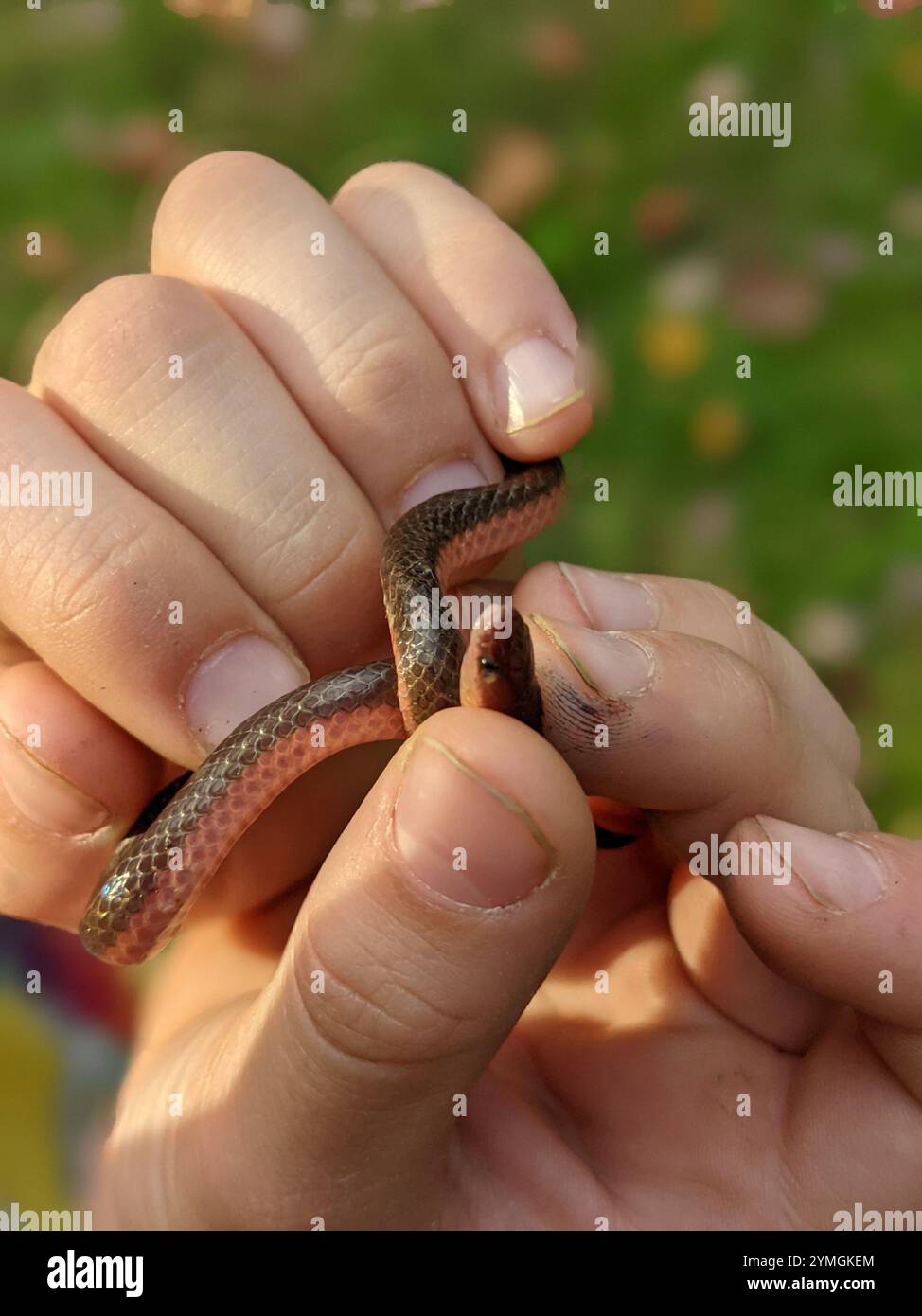 Eastern Worm Snake (Carphophis amoenus Stock Photo - Alamy