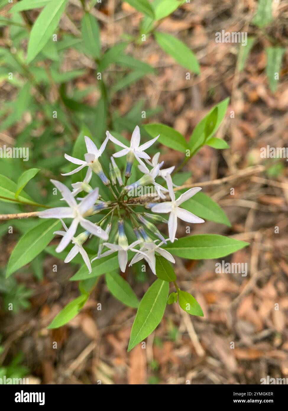 eastern bluestar (Amsonia tabernaemontana Stock Photo - Alamy