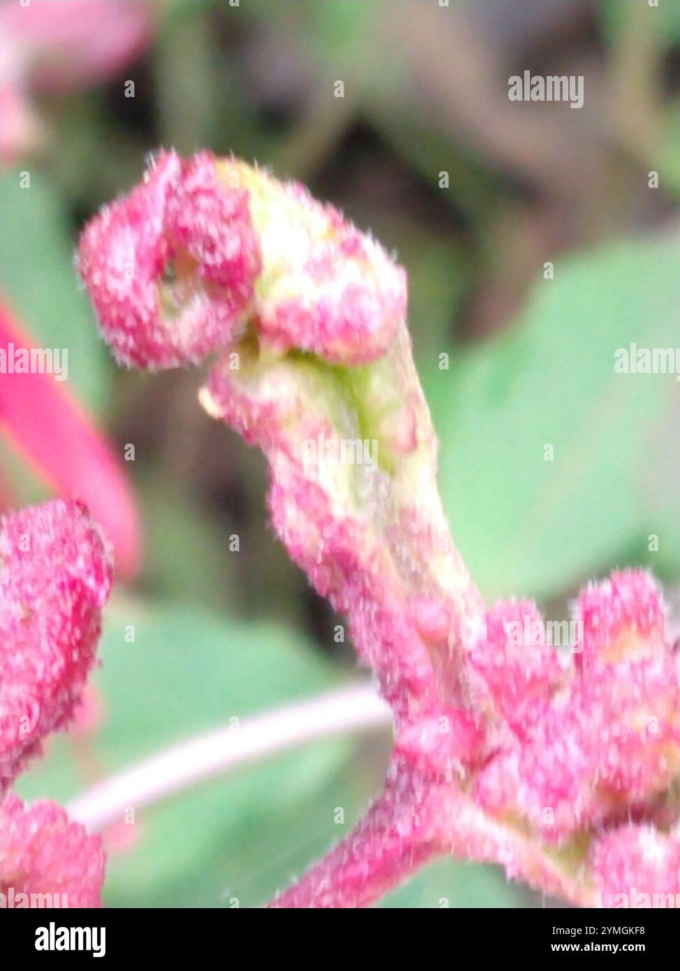 Fuchsia Gall Mite (Aculops fuchsiae Stock Photo - Alamy