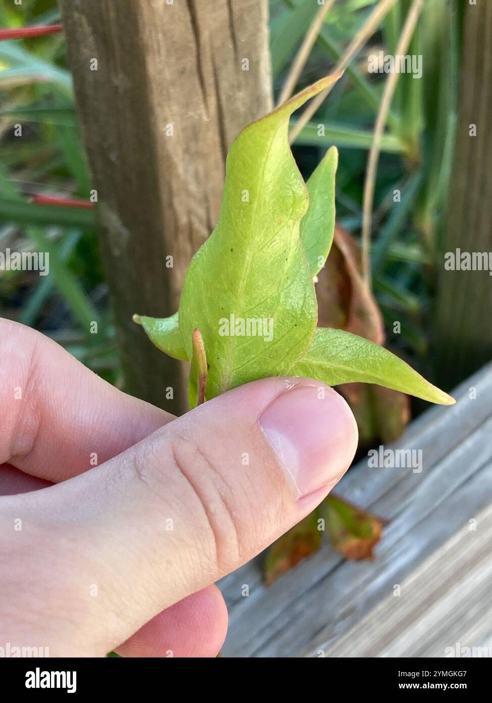 yellow joyweed (Alternanthera flavescens Stock Photo - Alamy