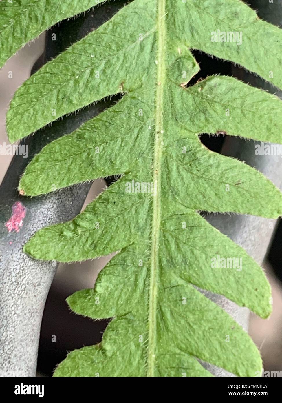 Family thelypteridaceae hi-res stock photography and images - Alamy