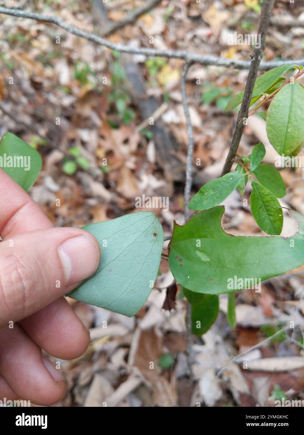 sawbrier (Smilax glauca Stock Photo - Alamy
