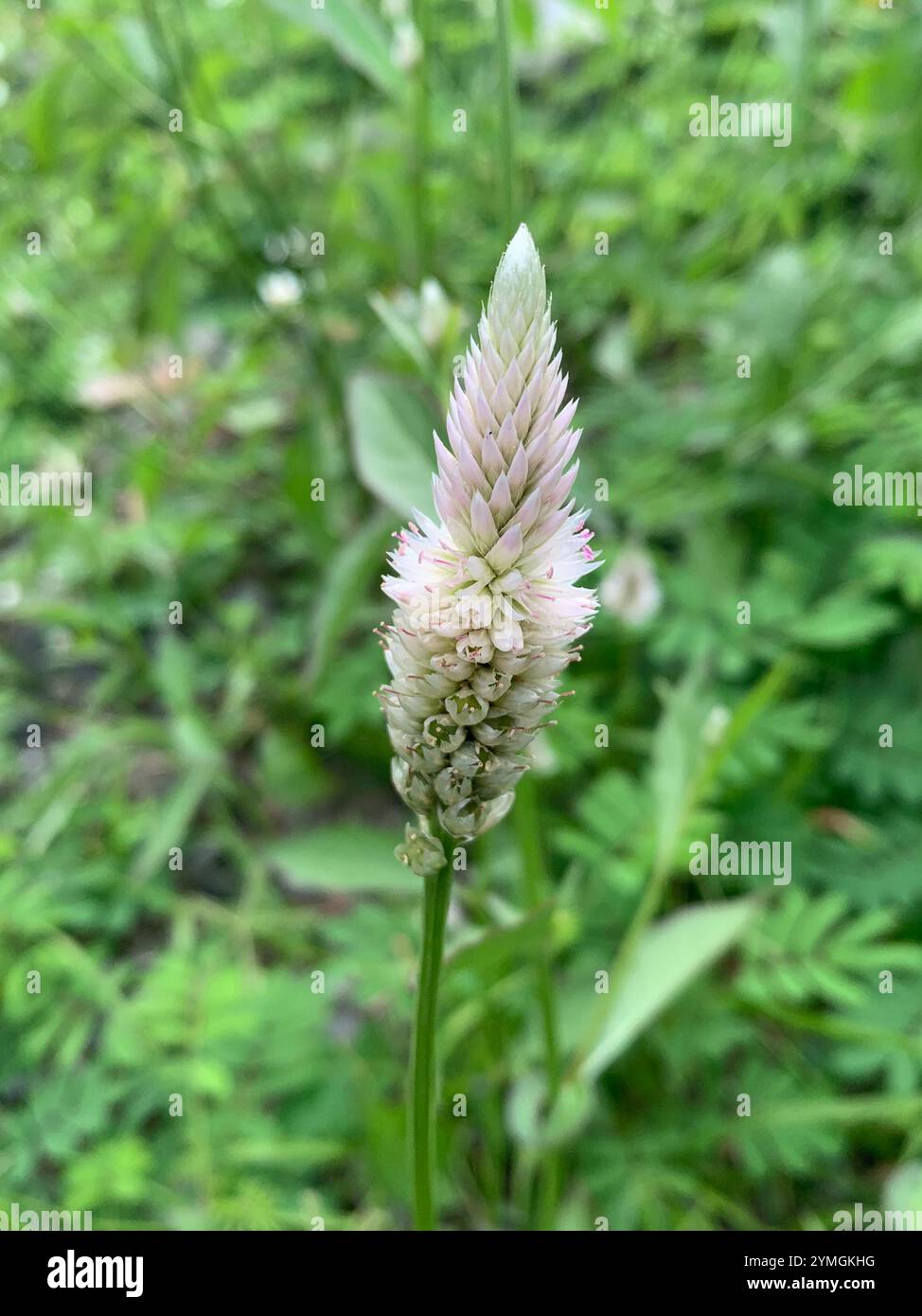 Quail Grass (Celosia argentea Stock Photo - Alamy
