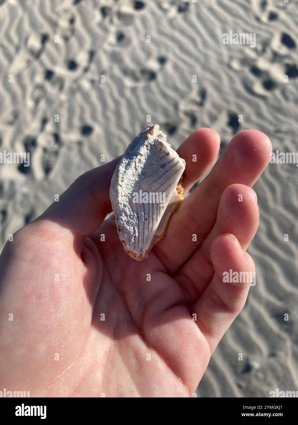 Turkey Wing (Arca zebra Stock Photo - Alamy