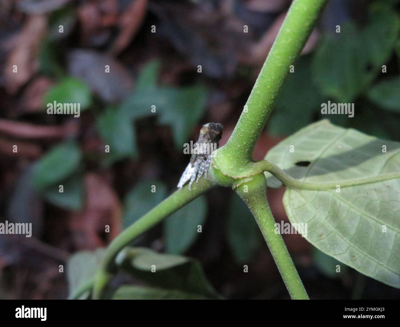 True Bugs, Hoppers, Aphids, and allies (Hemiptera Stock Photo - Alamy