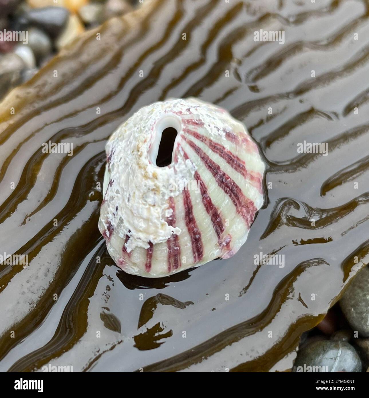 Volcano Keyhole Limpet (Fissurella volcano Stock Photo - Alamy
