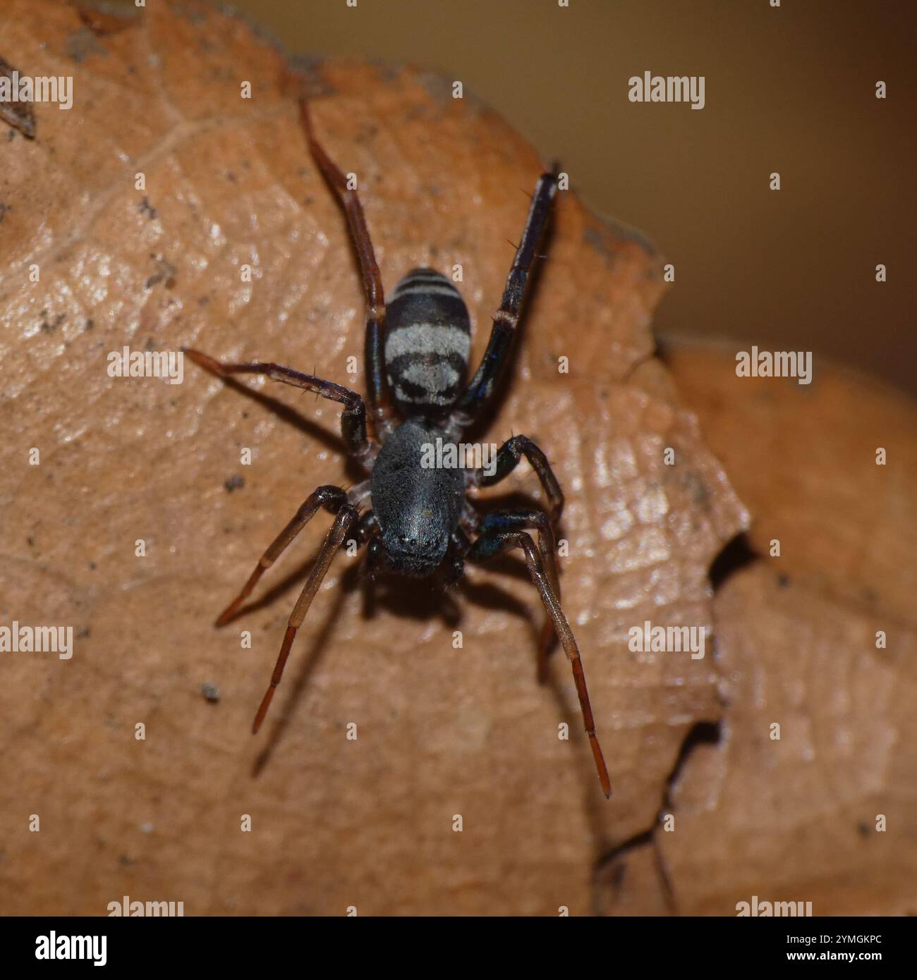 Common Corinnomma Ant-Like Sac Spider (Corinnomma semiglabrum Stock ...