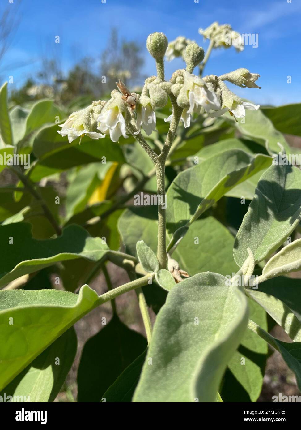 potato tree (Solanum erianthum Stock Photo - Alamy