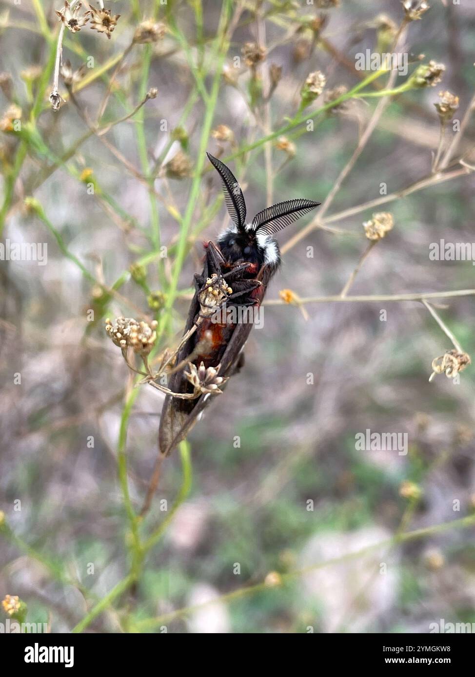 Grote's buckmoth (Hemileuca grotei Stock Photo - Alamy