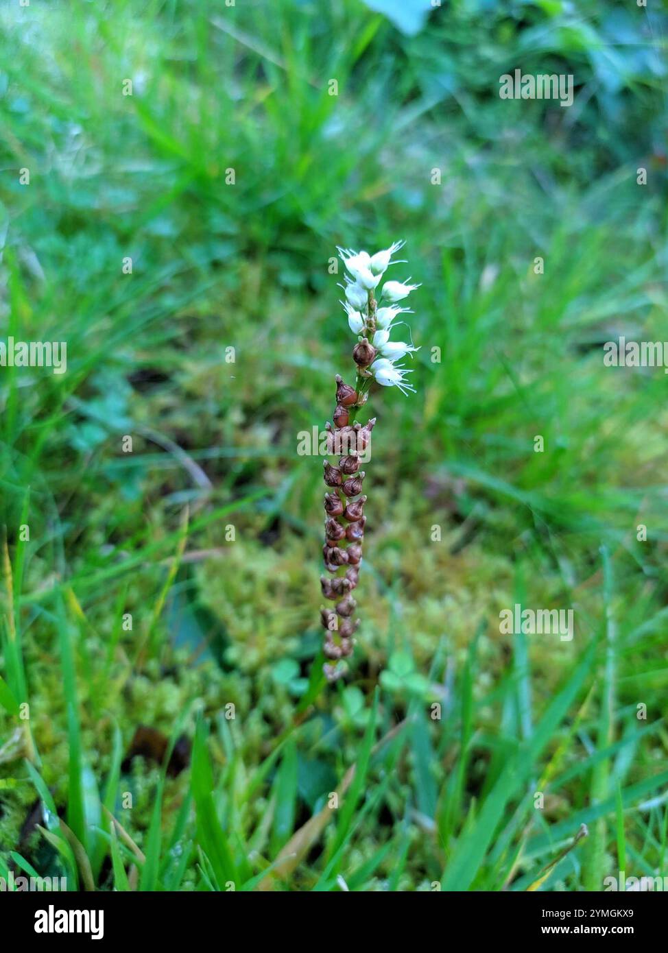 alpine bistort (Bistorta vivipara Stock Photo - Alamy