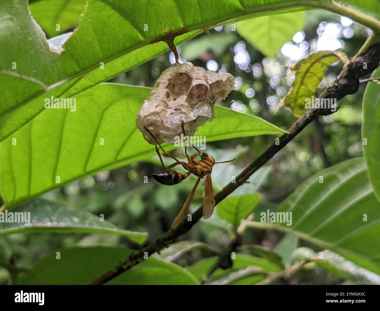 Paper Wasps (Polistinae Stock Photo - Alamy
