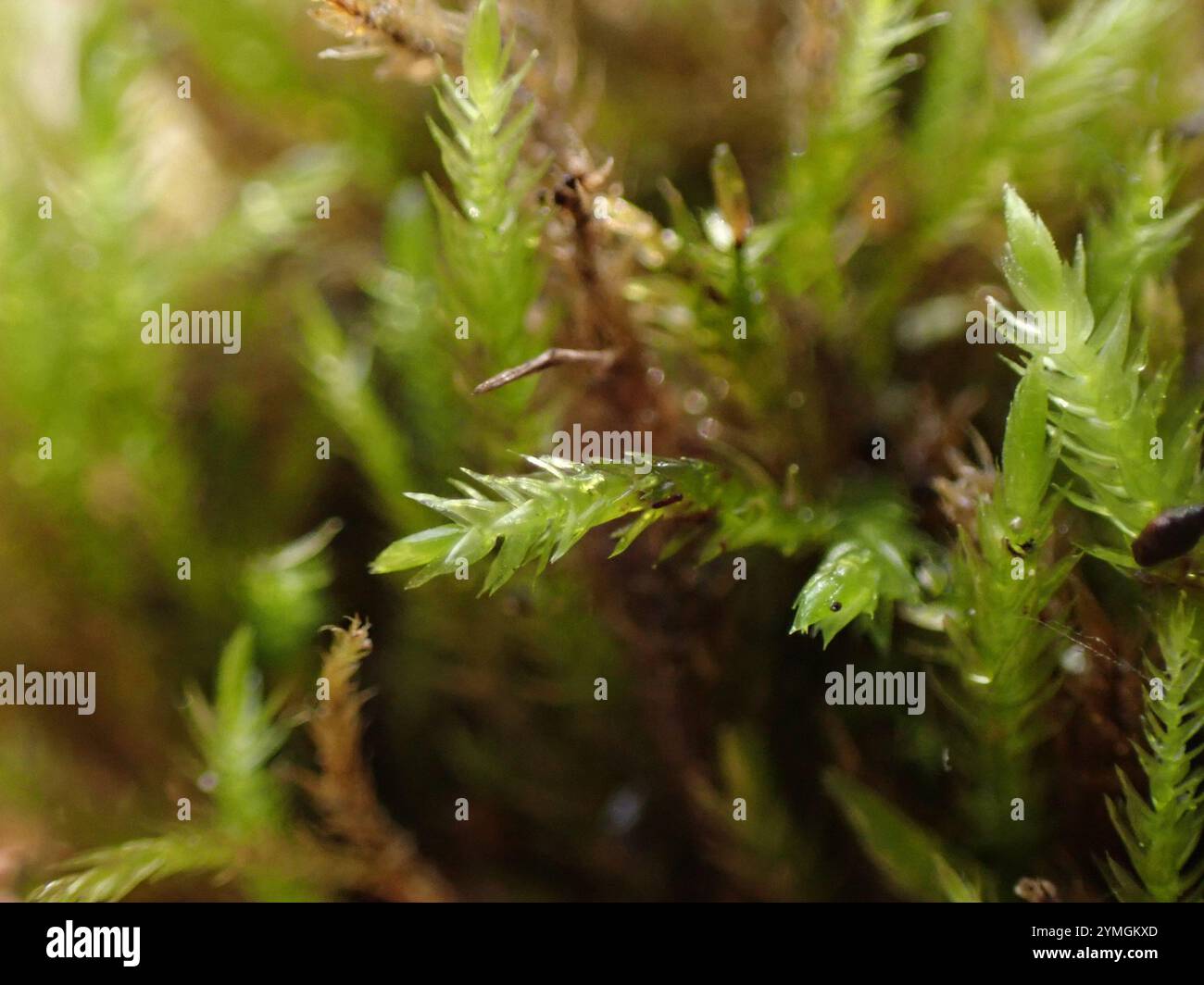 Cat's Tail Moss (Pseudisothecium stoloniferum Stock Photo - Alamy