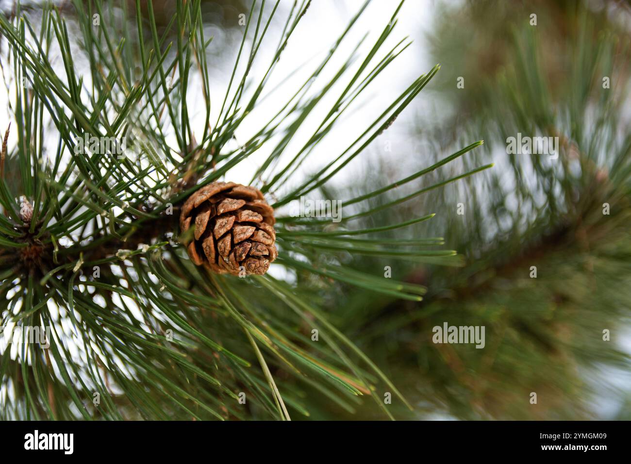 Fir pine endemic tree hi-res stock photography and images - Alamy