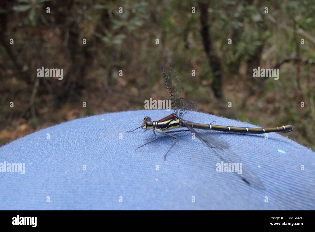 Sydney Flatwing (Austroargiolestes isabellae Stock Photo - Alamy