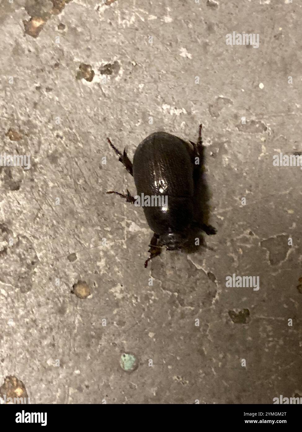 Sugarcane Beetle (Euetheola humilis Stock Photo - Alamy