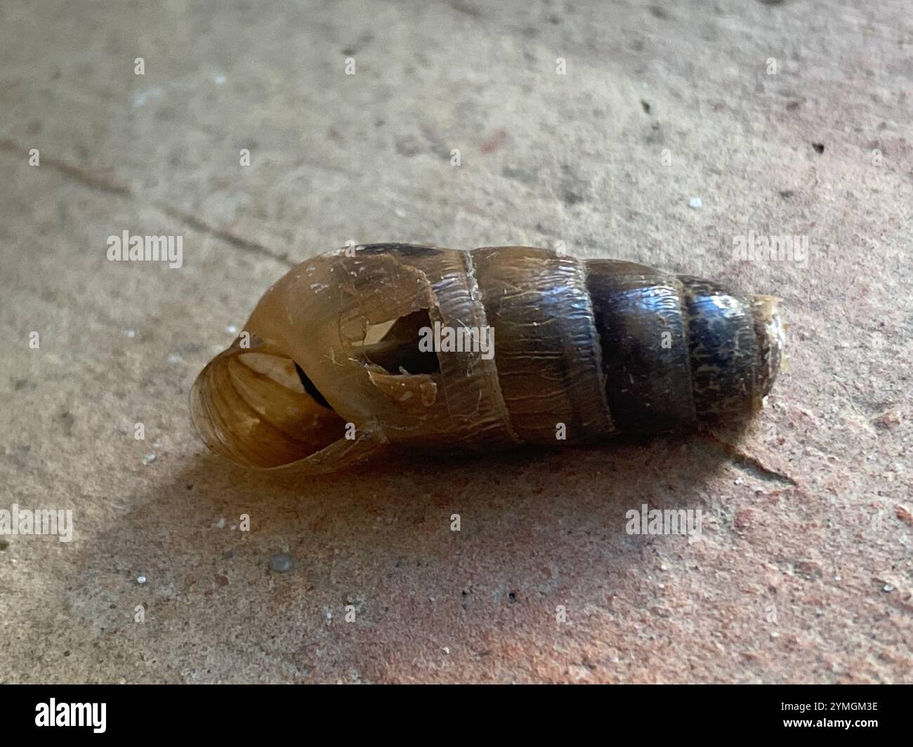 Decollate Snail (Rumina decollata Stock Photo - Alamy