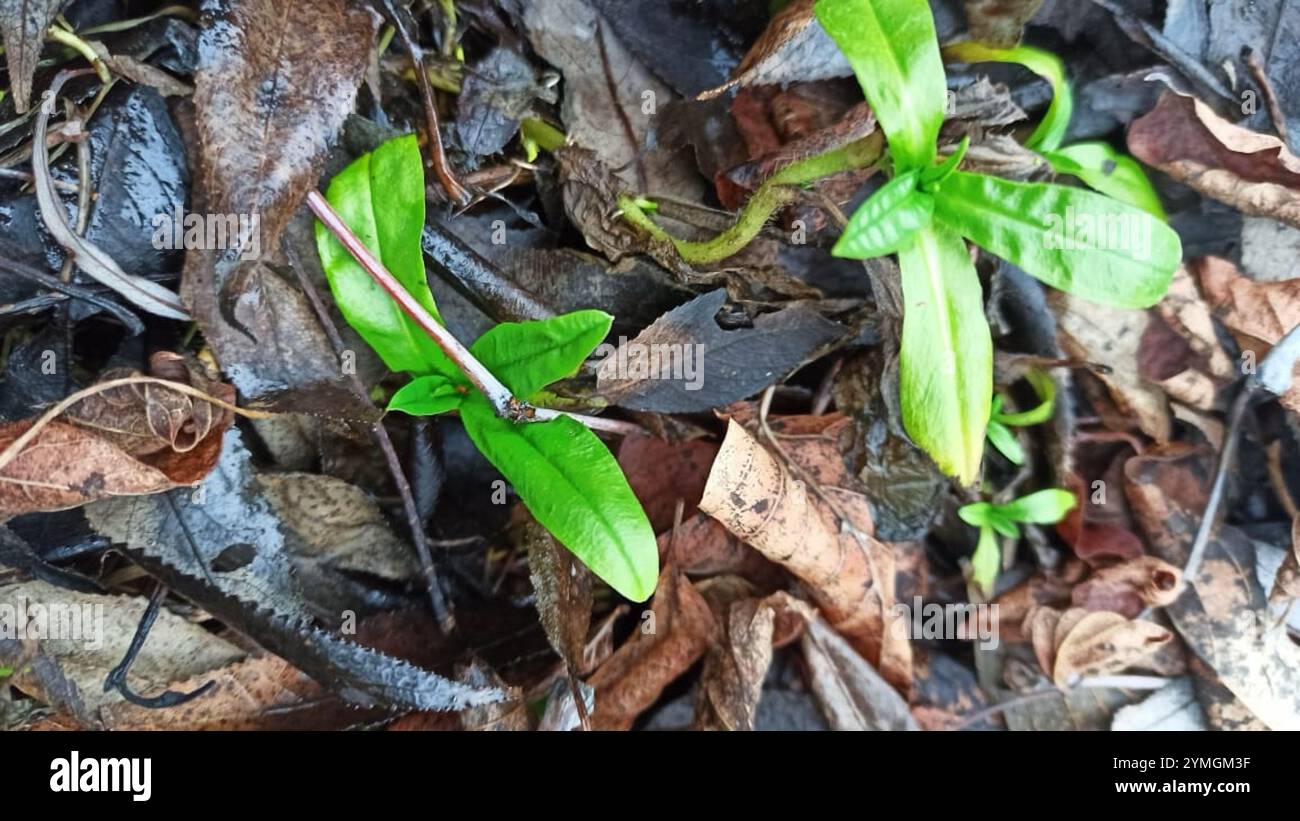 water forget-me-not (Myosotis scorpioides Stock Photo - Alamy