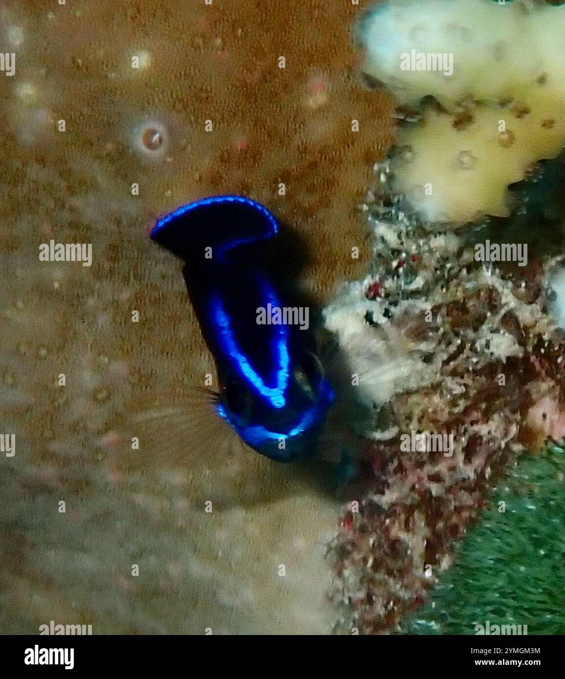 Blue-striped Dottyback (Pseudochromis springeri Stock Photo - Alamy