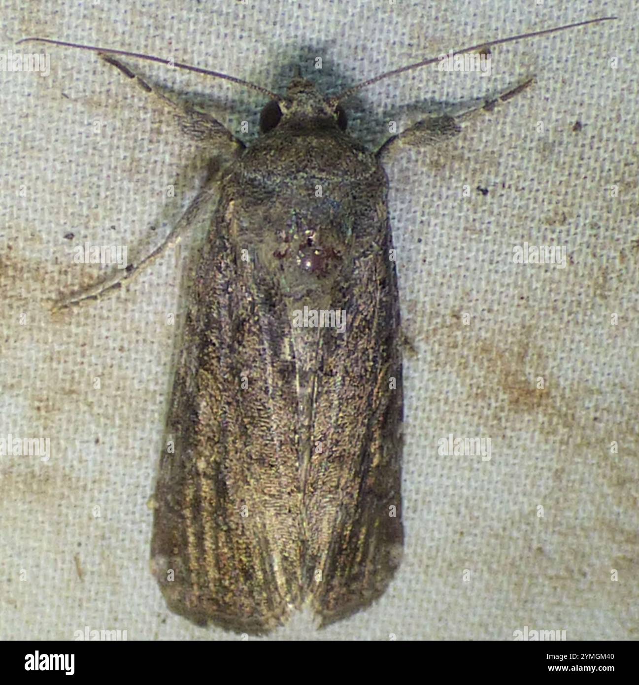 Fall Armyworm Moth (Spodoptera frugiperda Stock Photo - Alamy