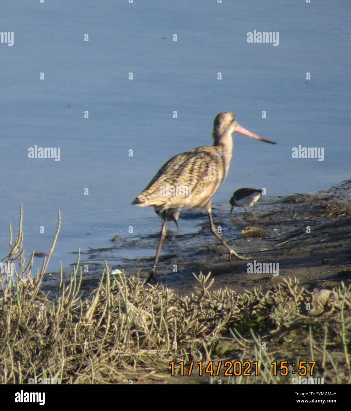 Marbled Godwit (Limosa fedoa Stock Photo - Alamy
