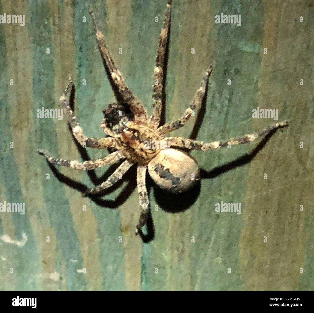 Mediterranean Spiny False Wolf Spider (Zoropsis spinimana Stock Photo ...