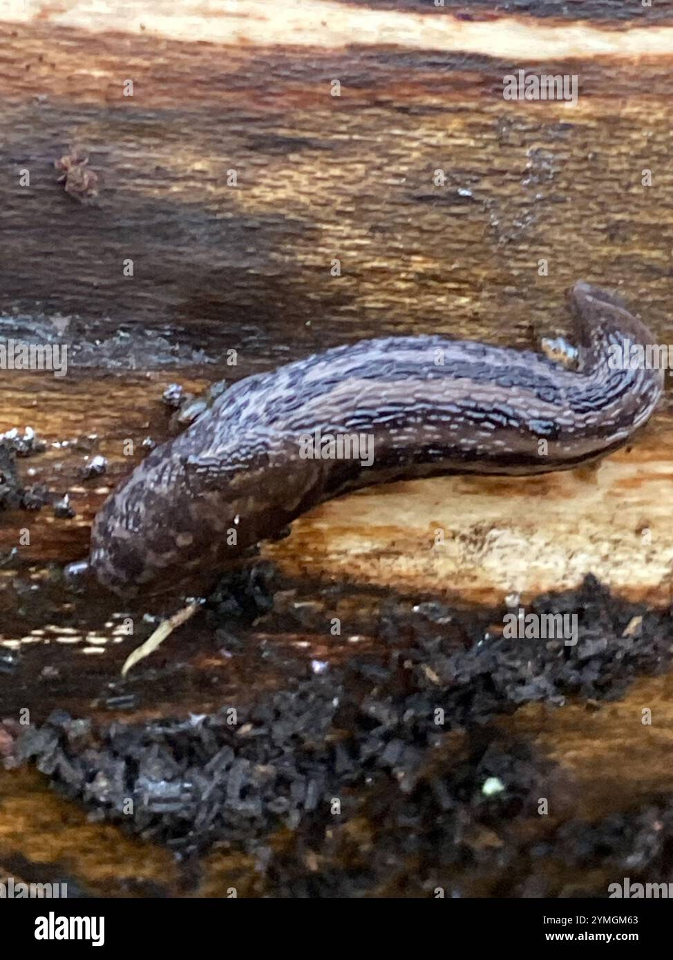 Leopard Slug (Limax maximus Stock Photo - Alamy