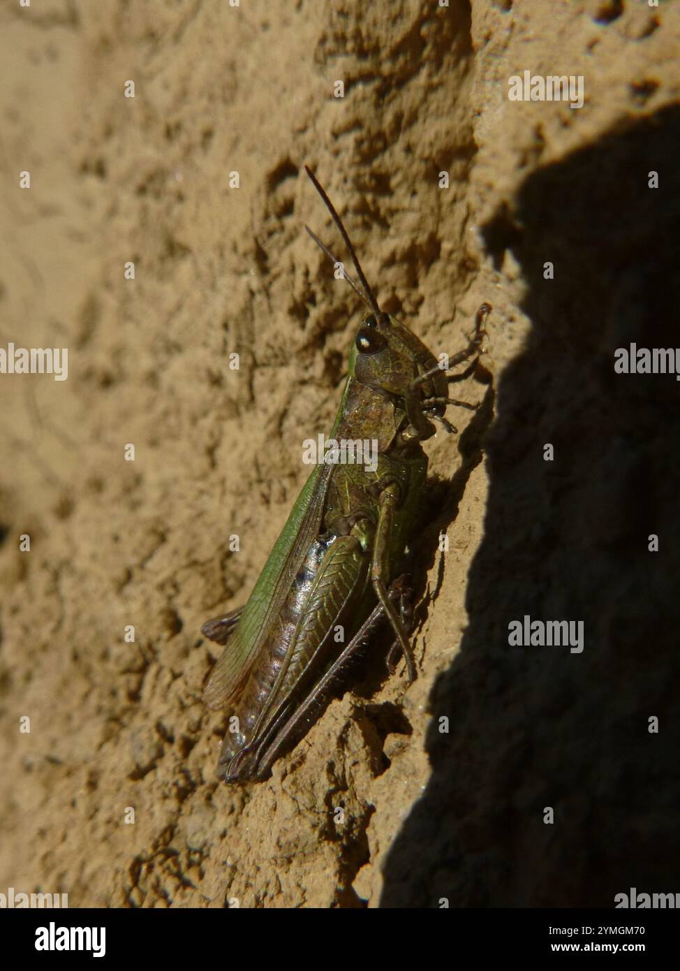 Grasshopper in the steppe hi-res stock photography and images - Alamy