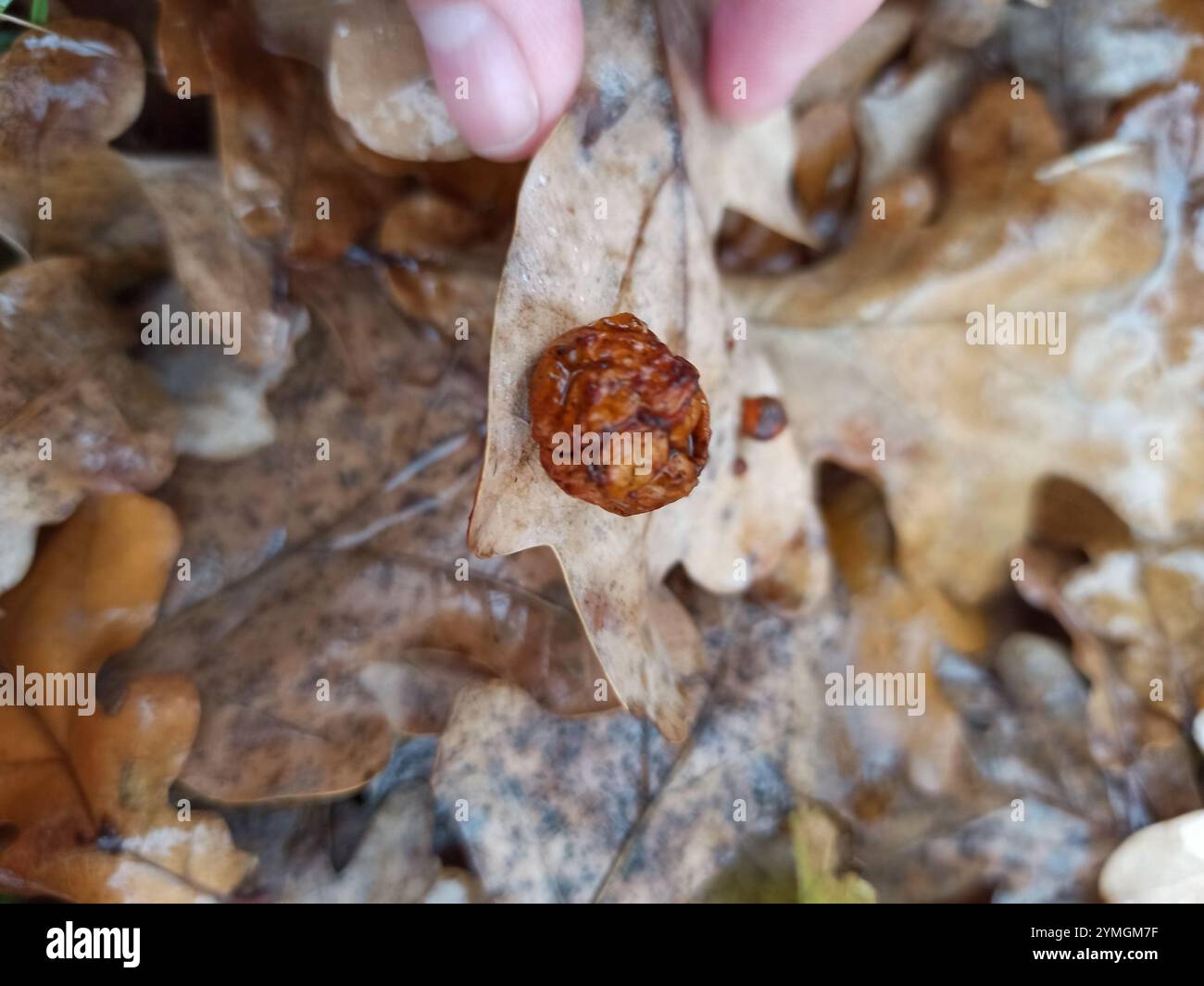 Cherry Gall Wasp (Cynips quercusfolii Stock Photo - Alamy