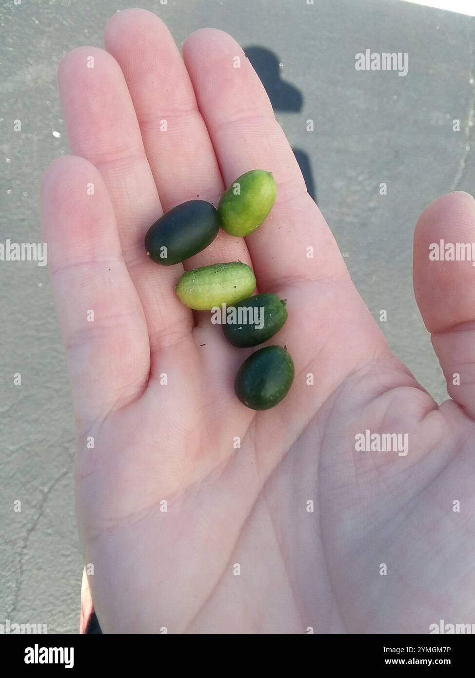 creeping cucumber (Melothria pendula Stock Photo - Alamy