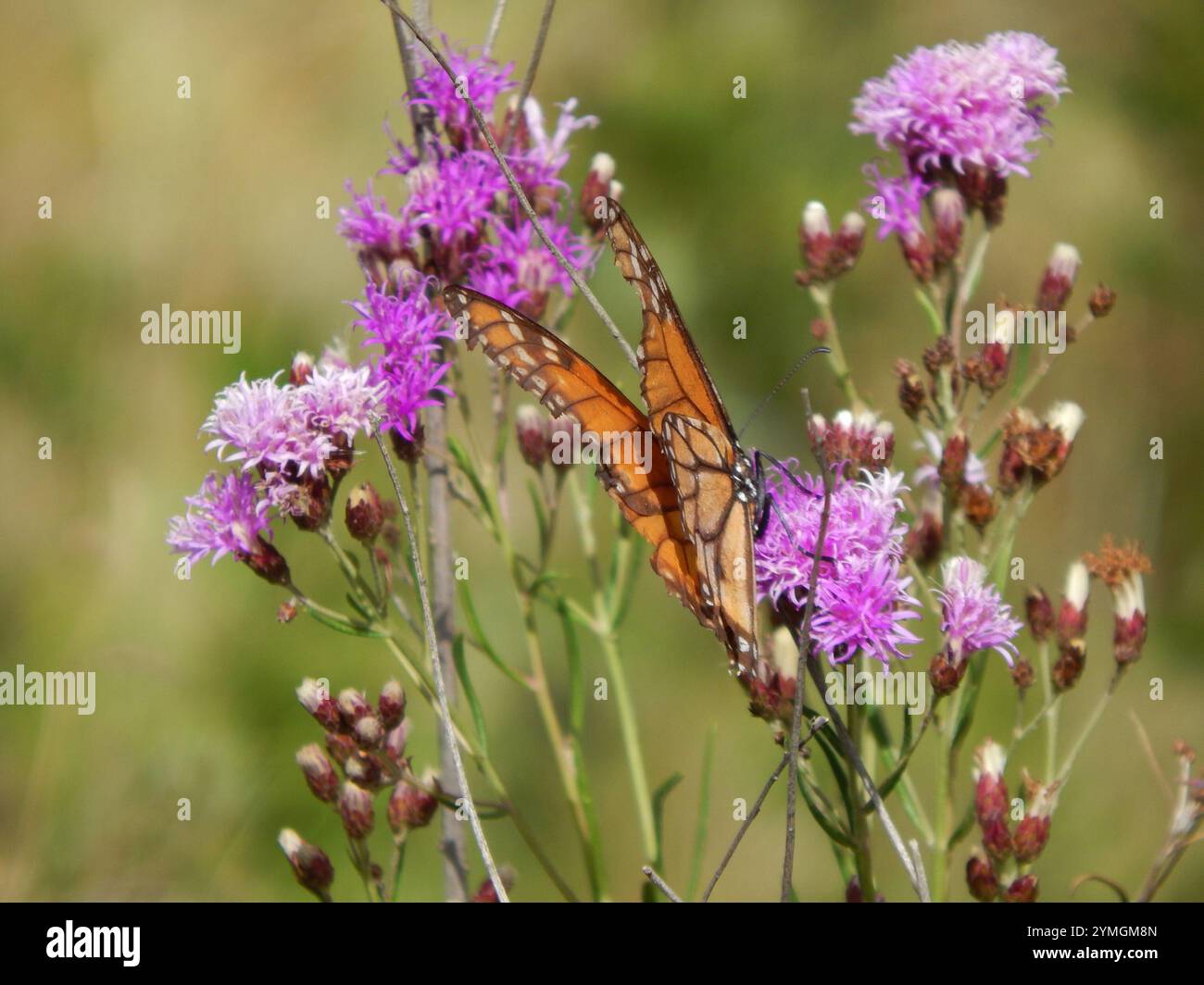 Southern Monarch (Danaus erippus Stock Photo - Alamy