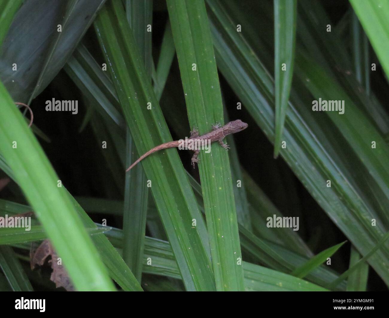 Bridled Forest Gecko (Gonatodes humeralis Stock Photo - Alamy