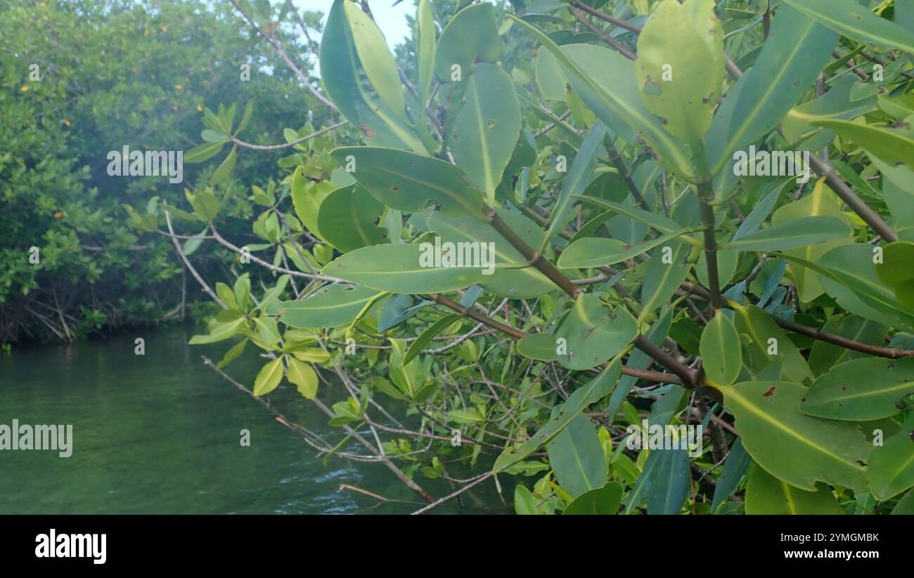 red mangrove (Rhizophora mangle Stock Photo - Alamy