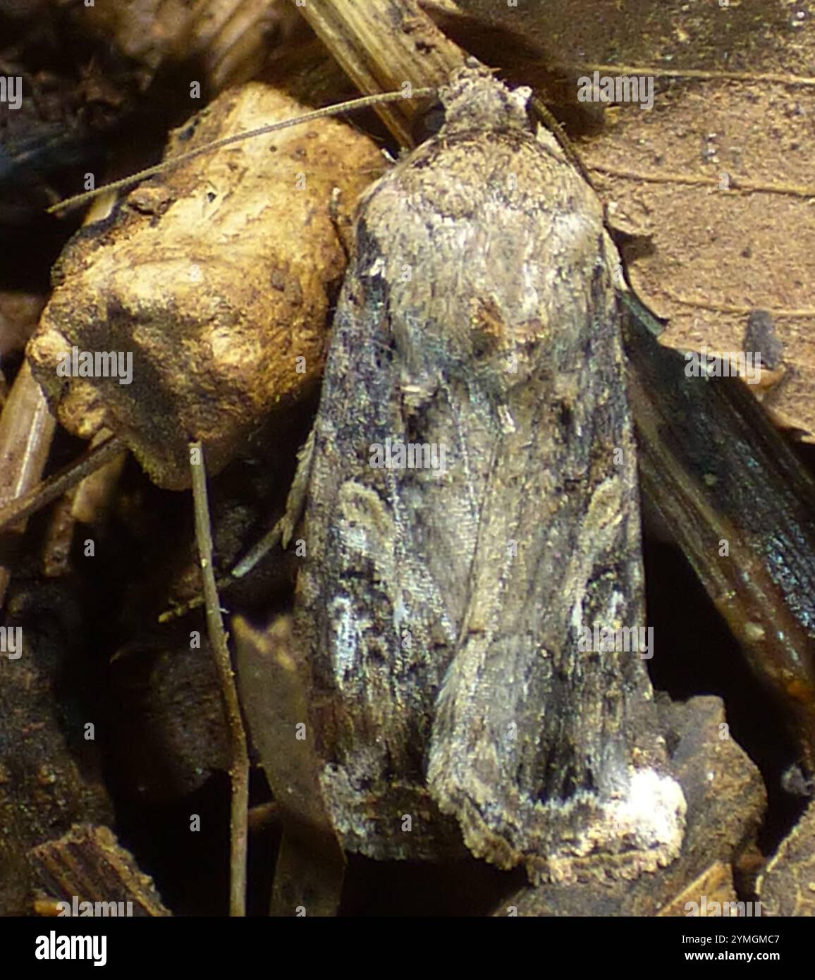 Fall Armyworm Moth (Spodoptera frugiperda Stock Photo - Alamy