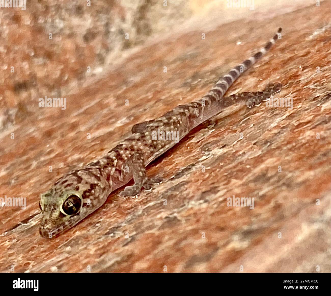 Mediterranean House Gecko (Hemidactylus turcicus Stock Photo - Alamy