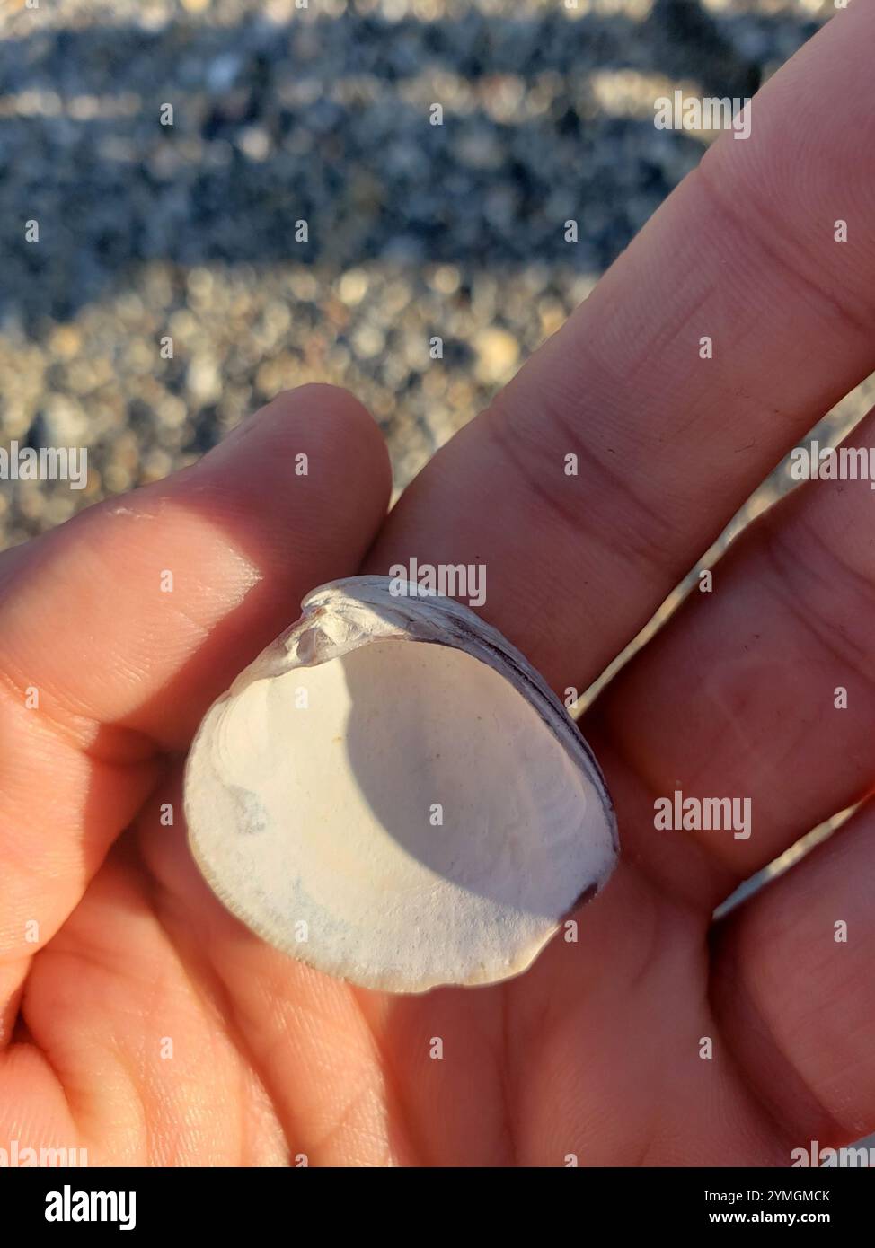 Cross-barred Venus (Chione elevata Stock Photo - Alamy