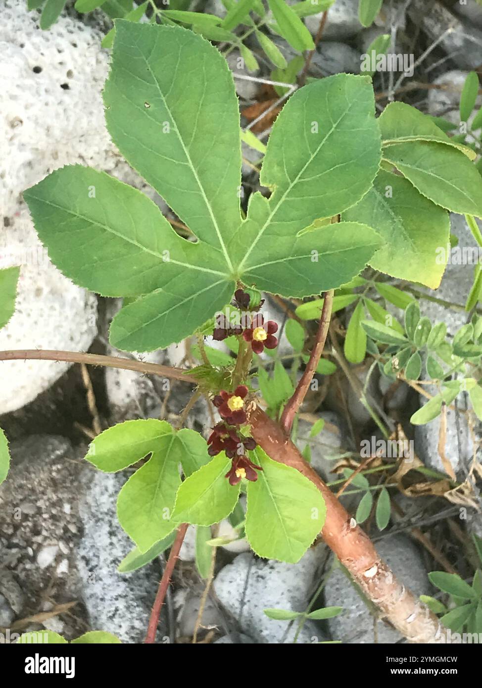 Bellyache bush hi-res stock photography and images - Alamy