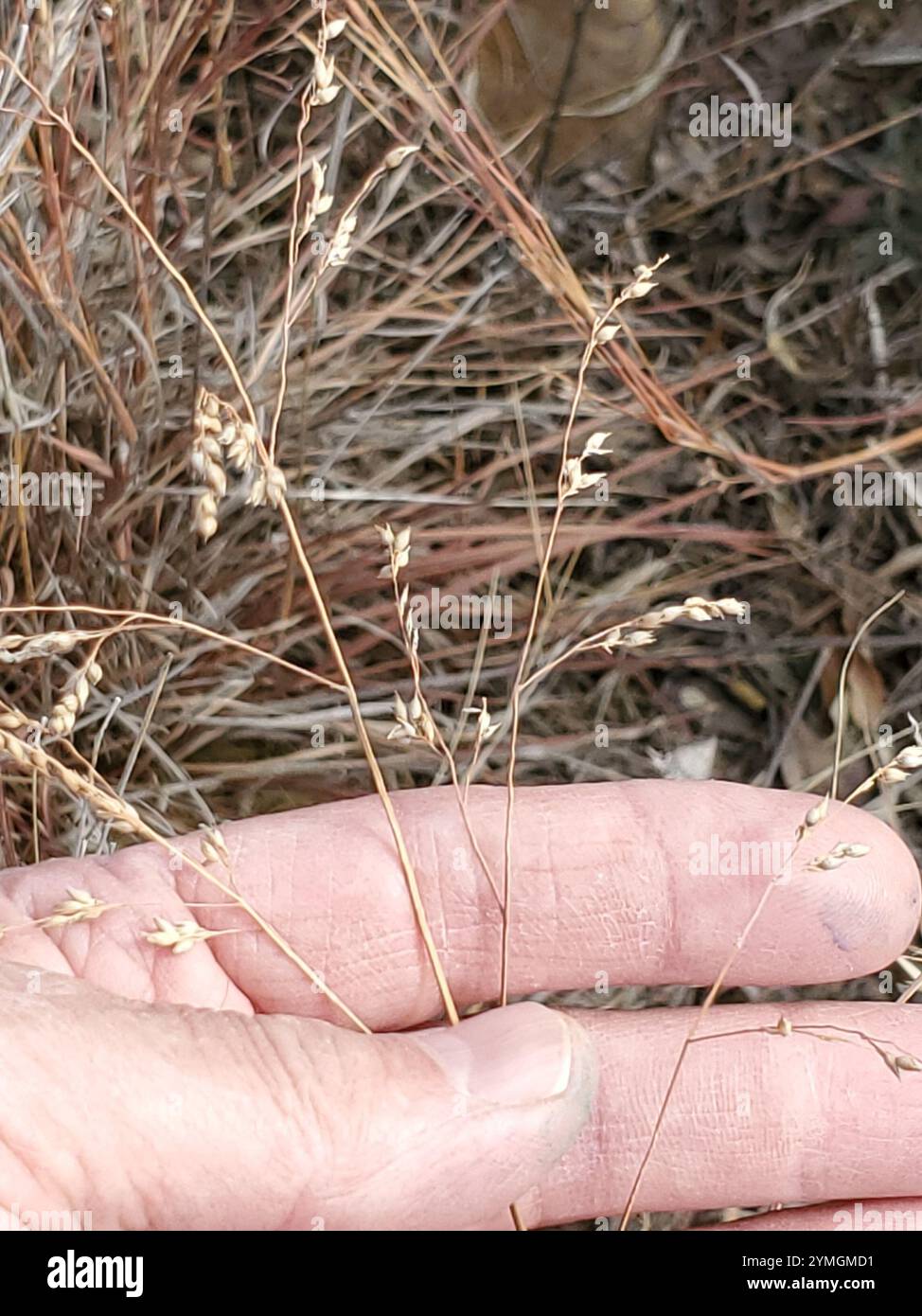bristlegrasses, bluestems, paspalums, and allies (Panicoideae Stock ...