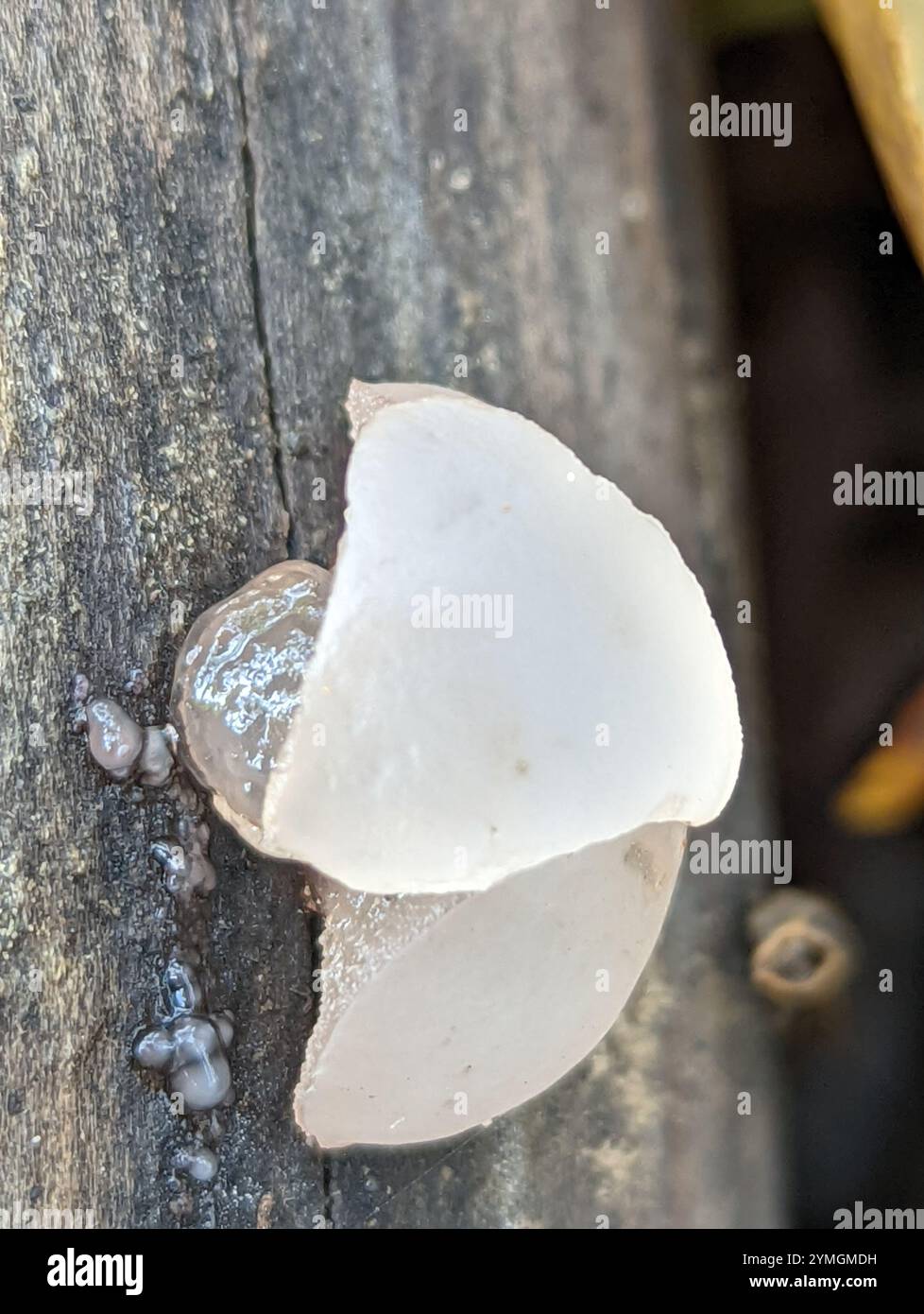 Beech jelly disc hi-res stock photography and images - Alamy