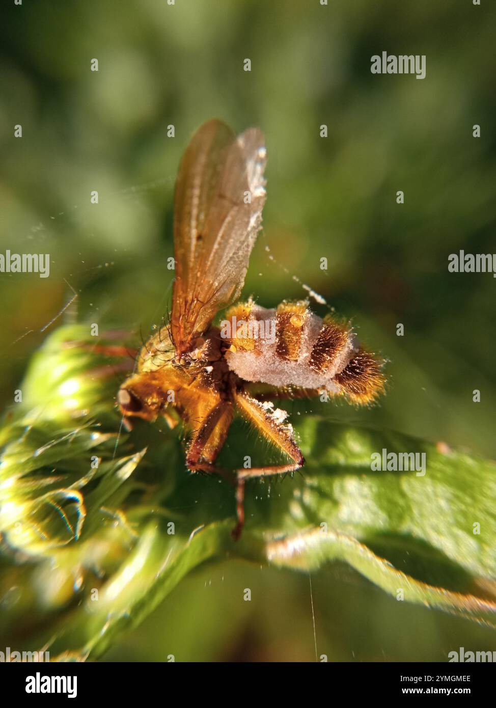 Fly Death Fungi (Entomophthora muscae Stock Photo - Alamy