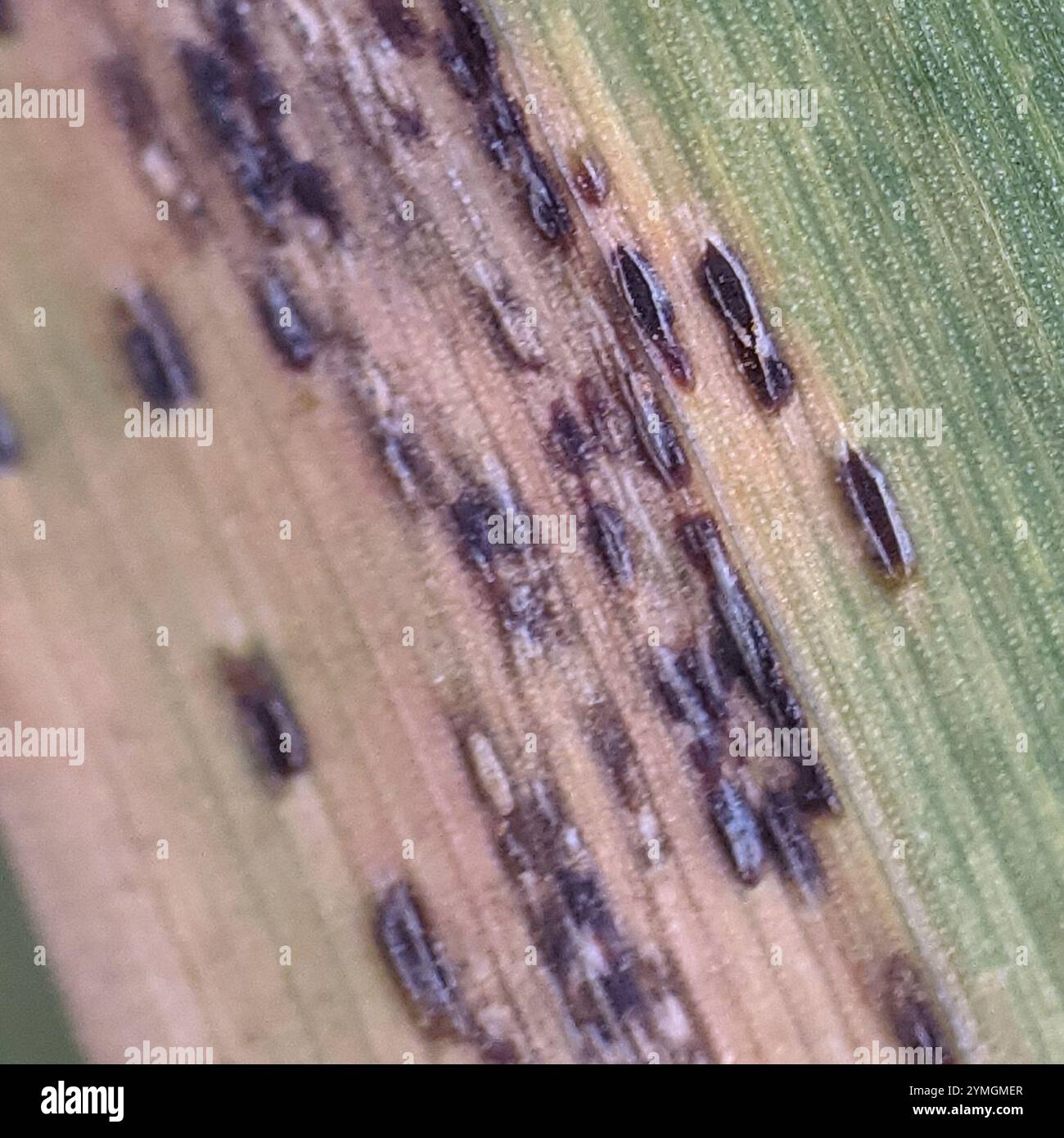 rust fungi (Pucciniales Stock Photo - Alamy