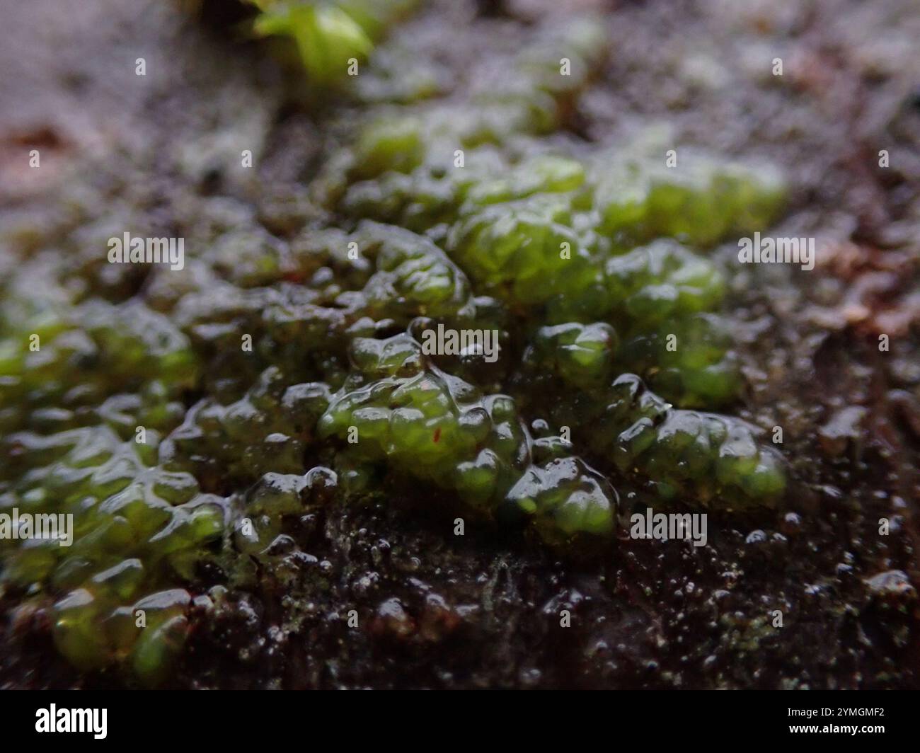 Radula complanata hi-res stock photography and images - Alamy