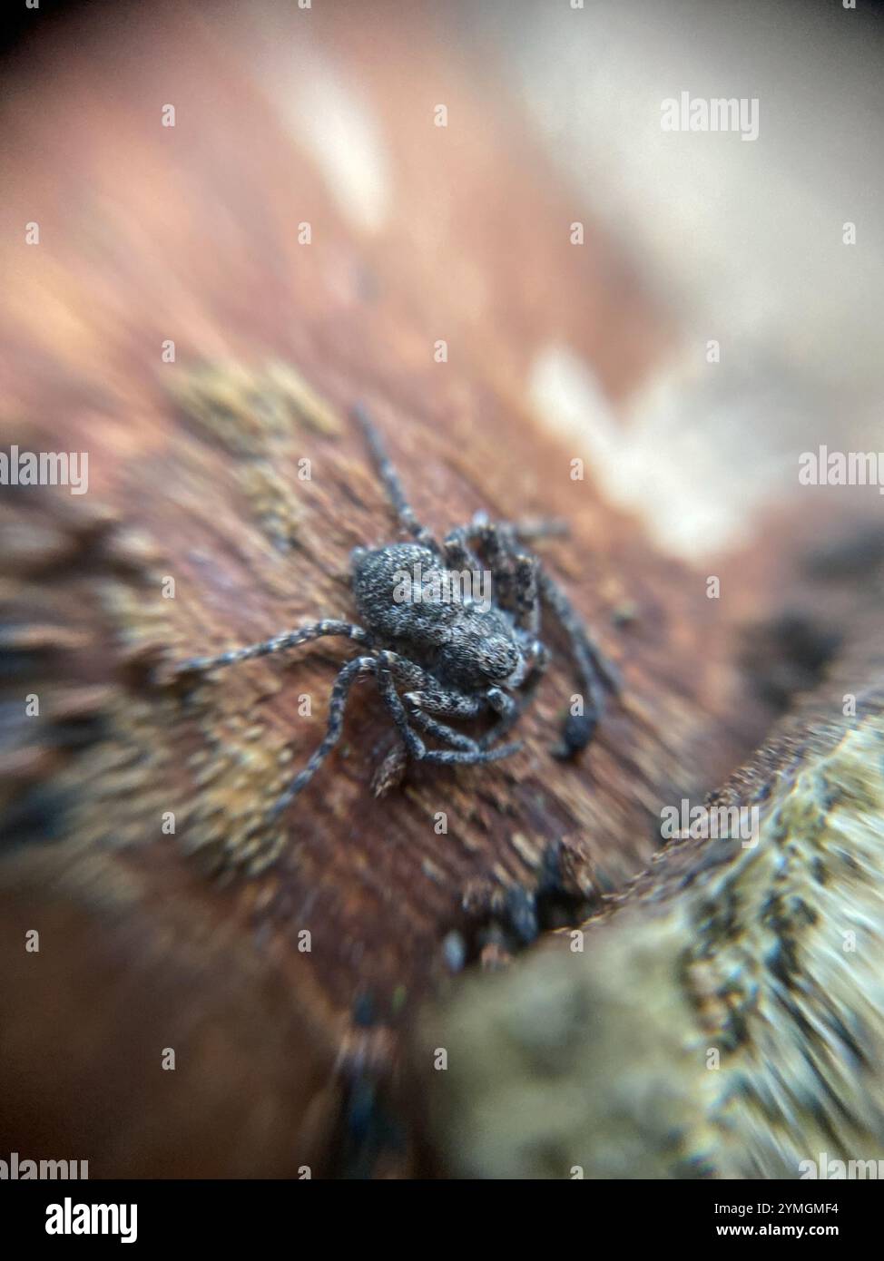 Lichen Running Spider (Philodromus margaritatus Stock Photo - Alamy