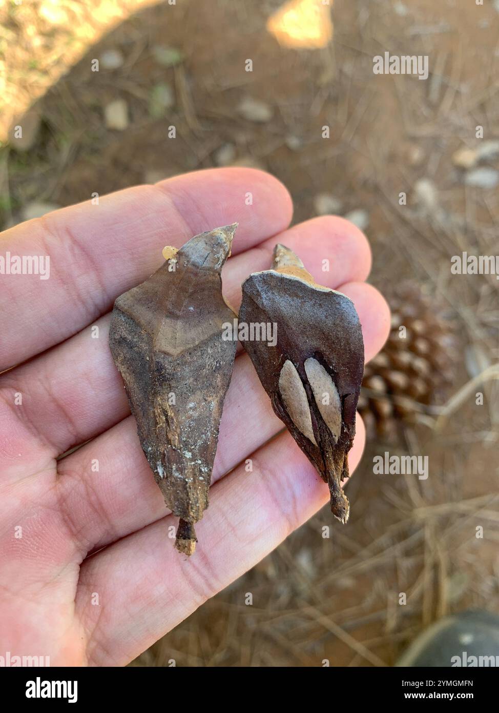 gray pine (Pinus sabiniana Stock Photo - Alamy