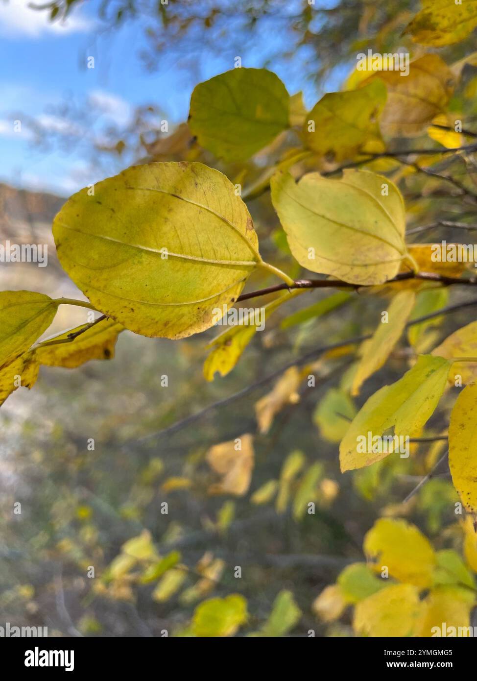 Jerusalem Thorn (Paliurus spina-christi Stock Photo - Alamy