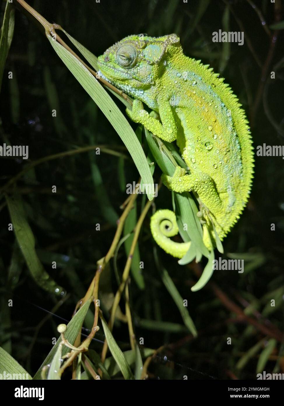 Cape Dwarf Chameleon (Bradypodion pumilum Stock Photo - Alamy