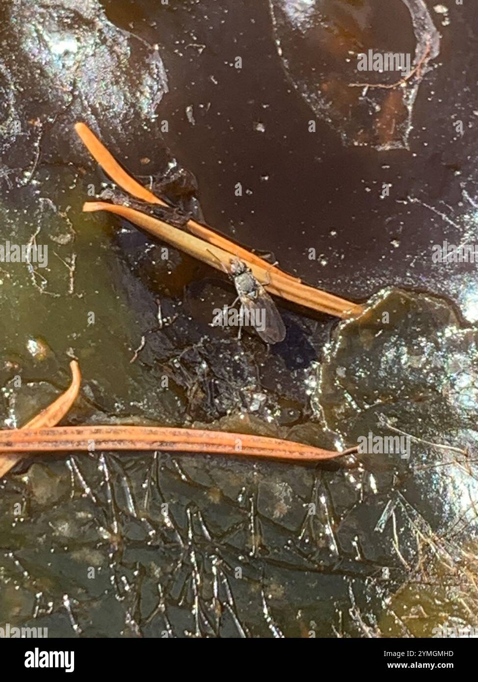 Seaweed Flies (Fucellia Stock Photo - Alamy