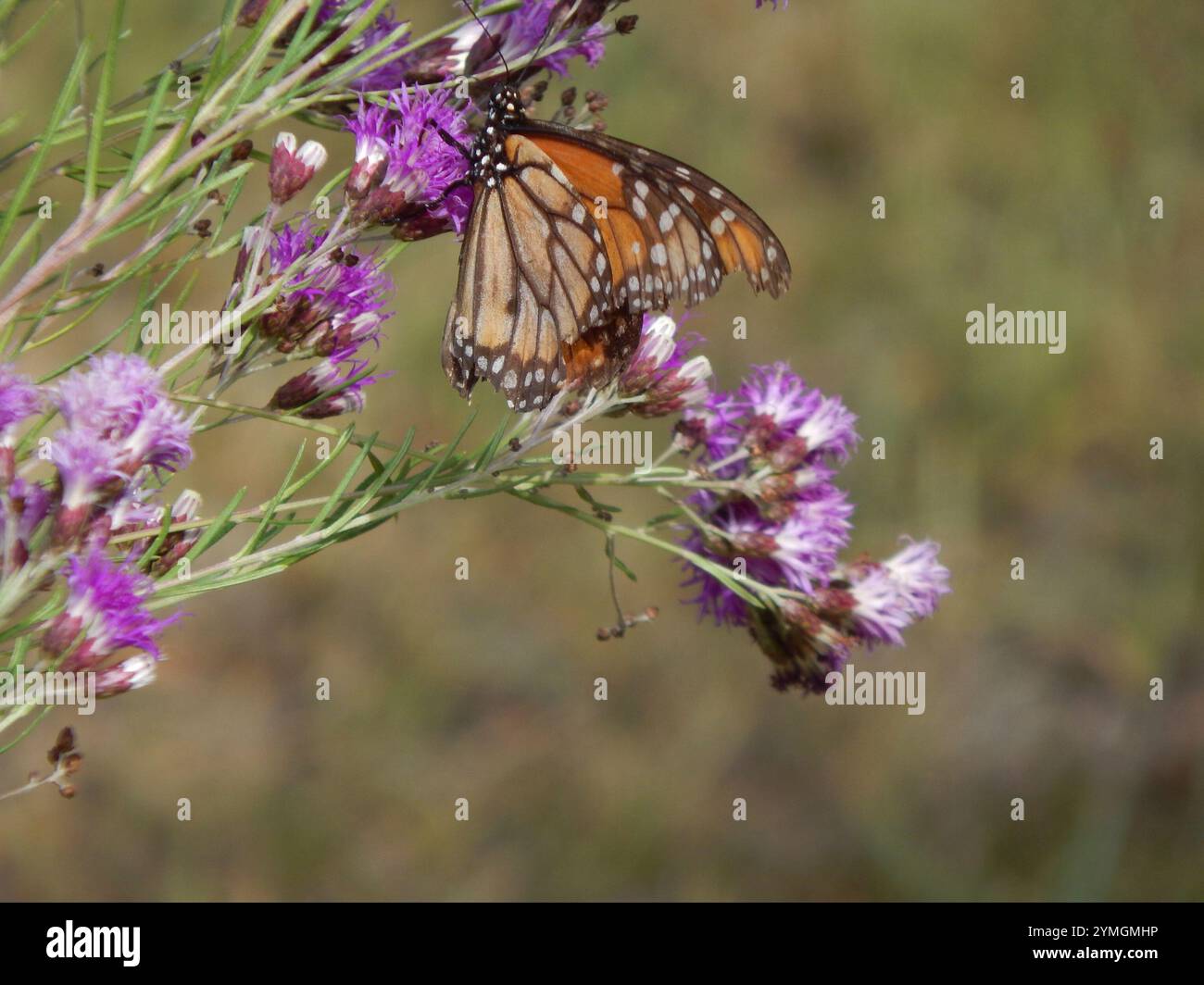 Southern Monarch (Danaus erippus Stock Photo - Alamy