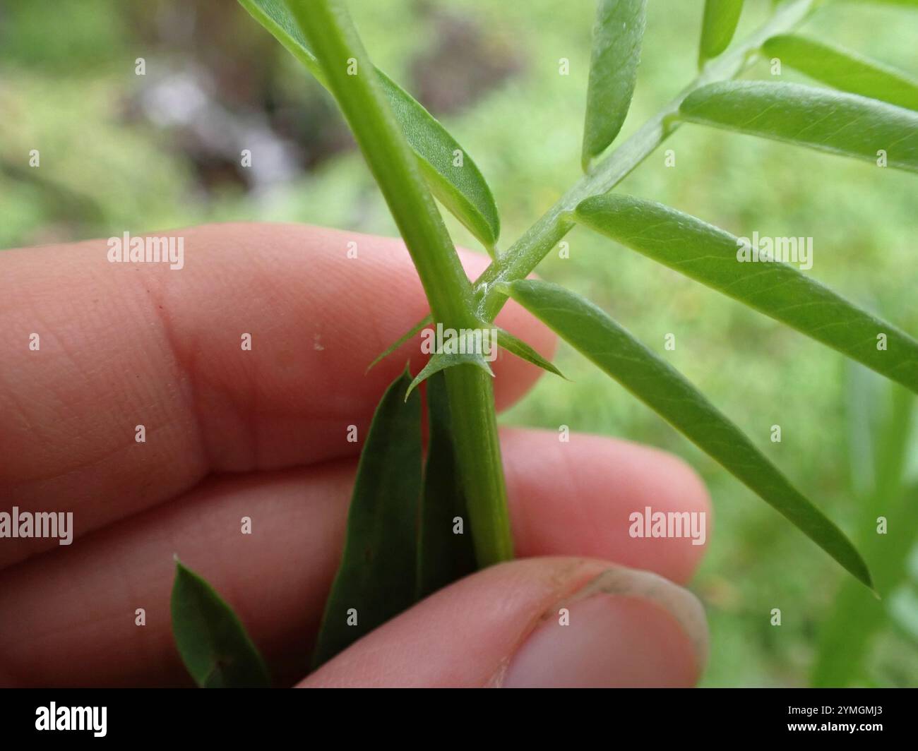 giant vetch (Vicia gigantea Stock Photo - Alamy