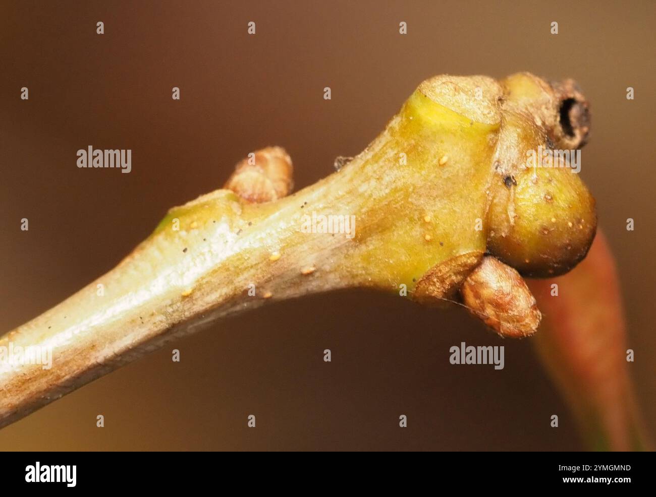 Oak Gall Wasps (Cynipini Stock Photo - Alamy